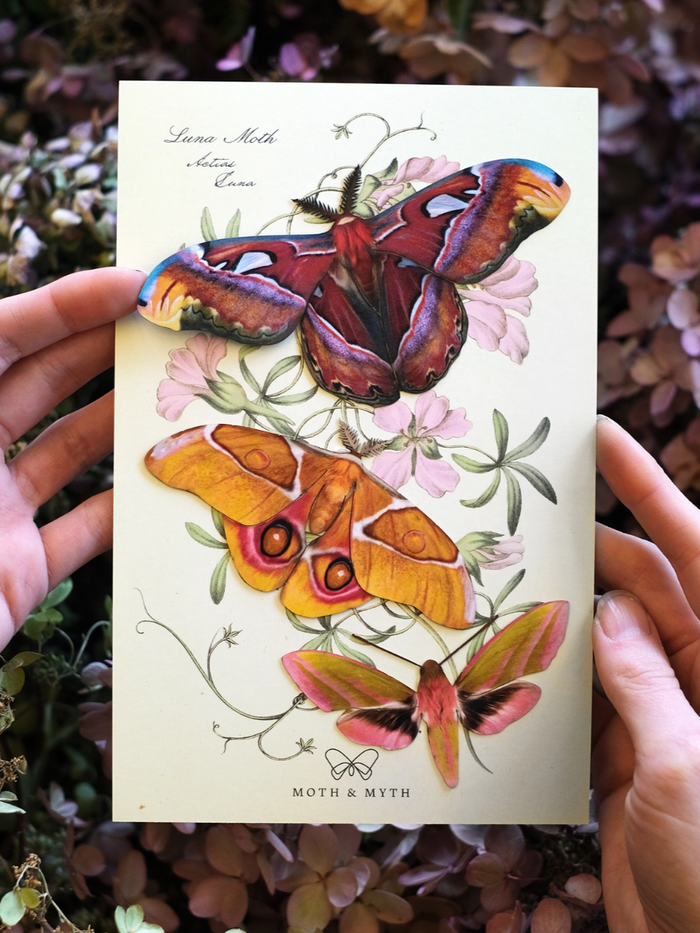 •AMBER• moth fine paper specimens